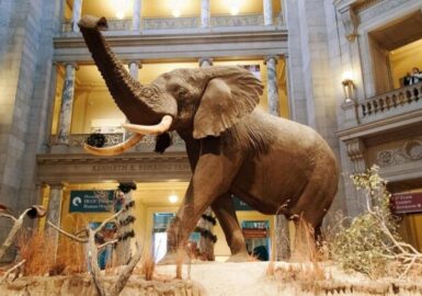 Smithsonian National Museum of Natural History - Free Tour!
